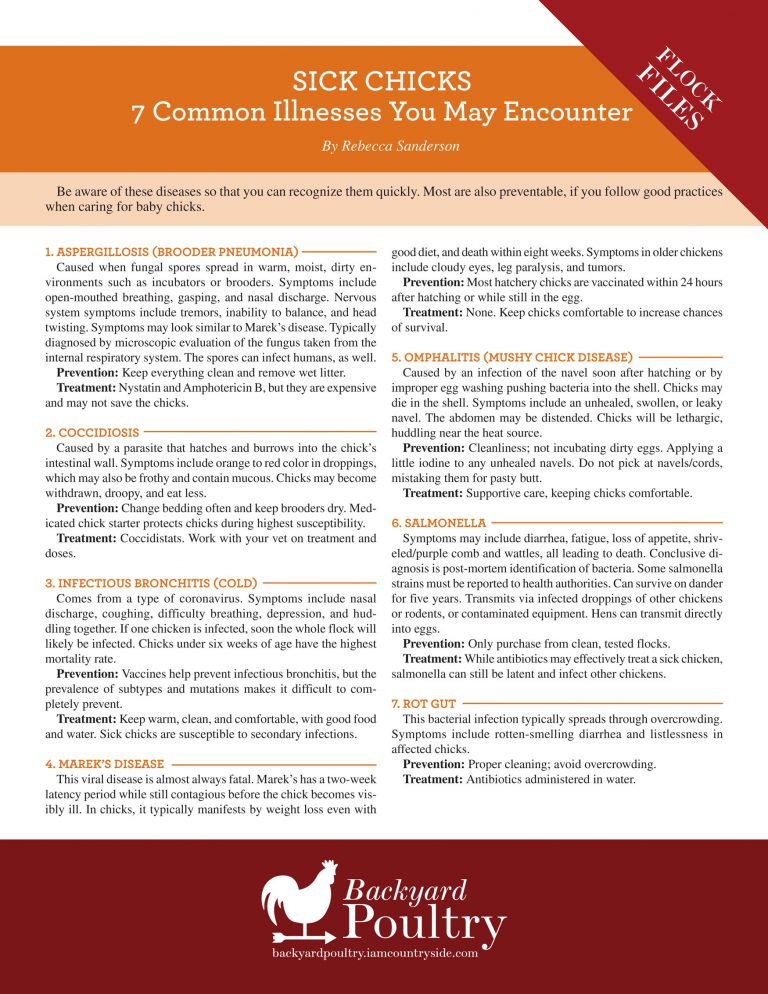 Sick Chicks: 7 Common Illnesses You May Occur - Backyard Poultry